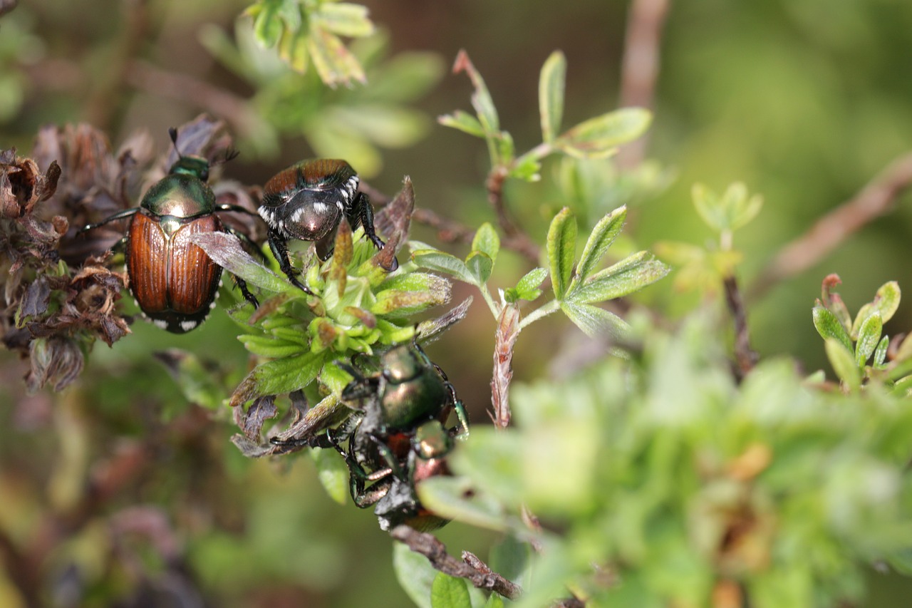 Japanese beetle: insect pests | Rice Lake Blog - Visit Rice Lake